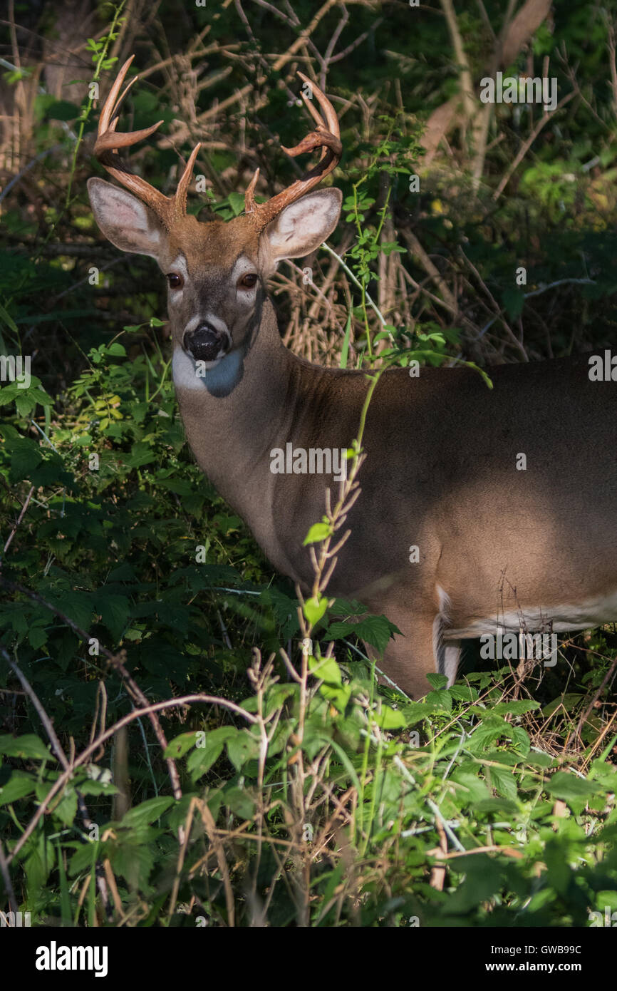 10 point white-tailed deer buck Stock Photo - Alamy