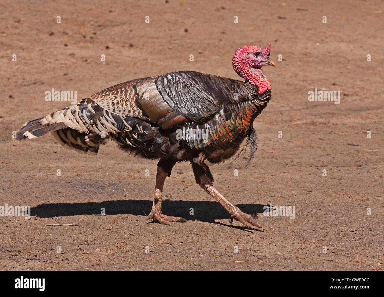 Running turkey cock closeup Stock Photo - Alamy