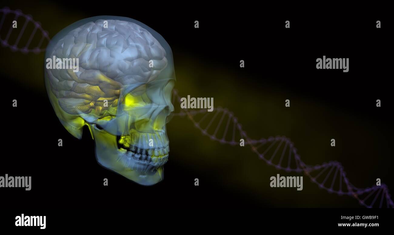 Glowing yellow transparent skull and brain with DNA in background Stock ...