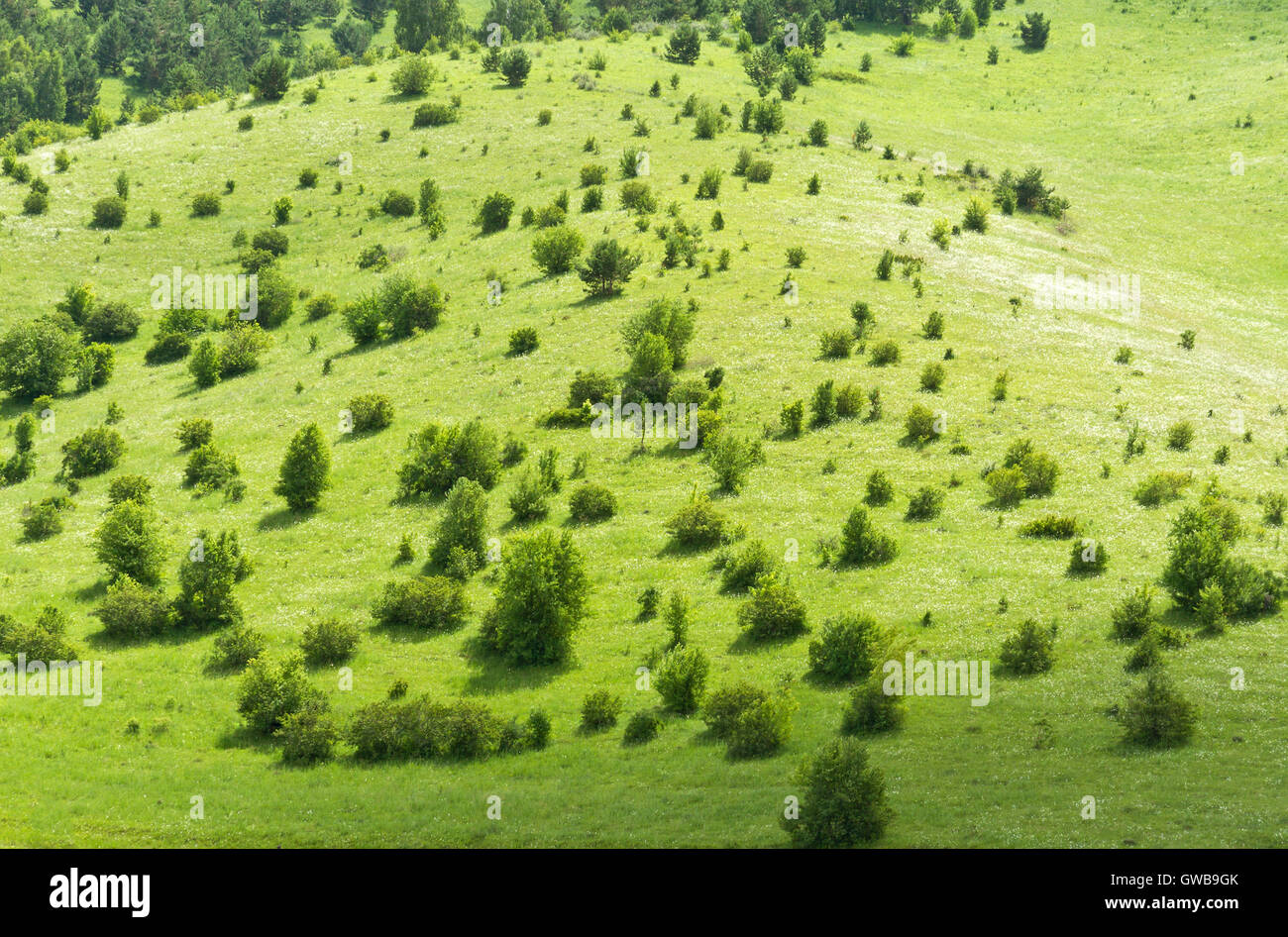 Summer landscape: meadow with green grass and white flowers and bushes ...