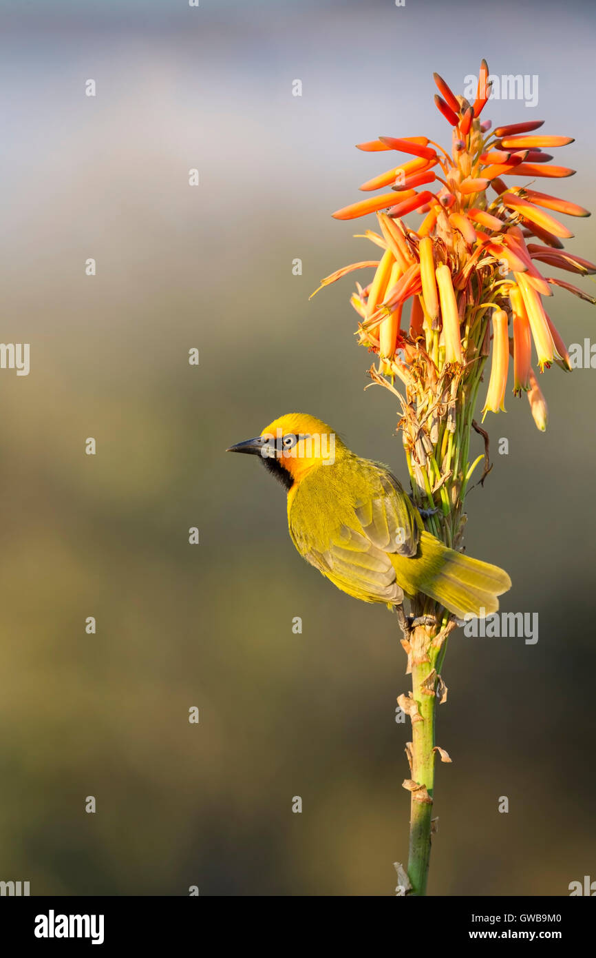 Spectacled weaver bird Ploceus ocularis perched on an Aloe plant in ...