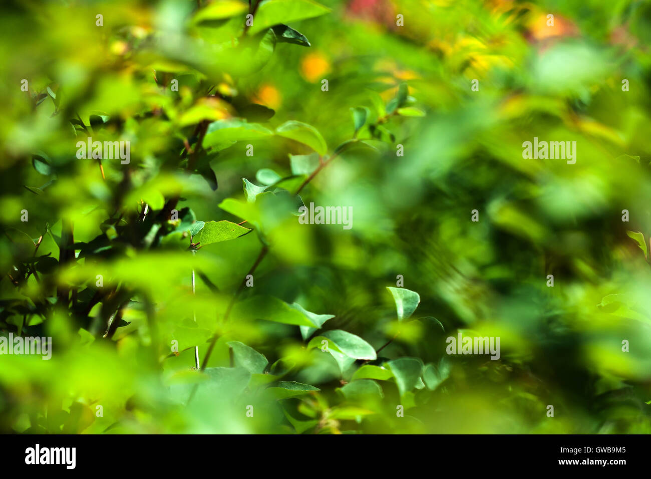 Eco nature summer green fresh abstract background: pattern of tree ...