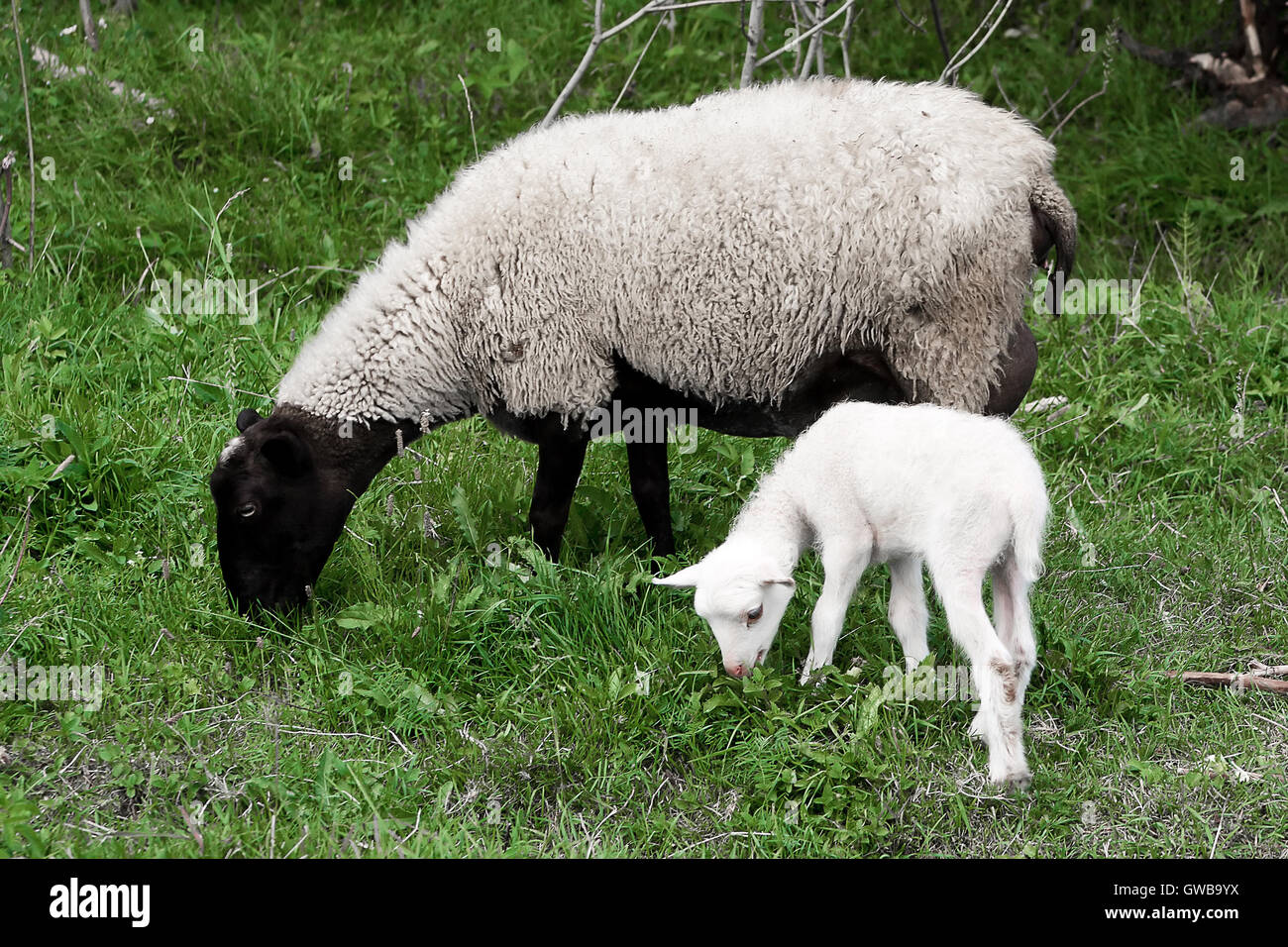 A sheep (ewe) and white lamb (yeanling, eanling, cade) pasturing on a ...