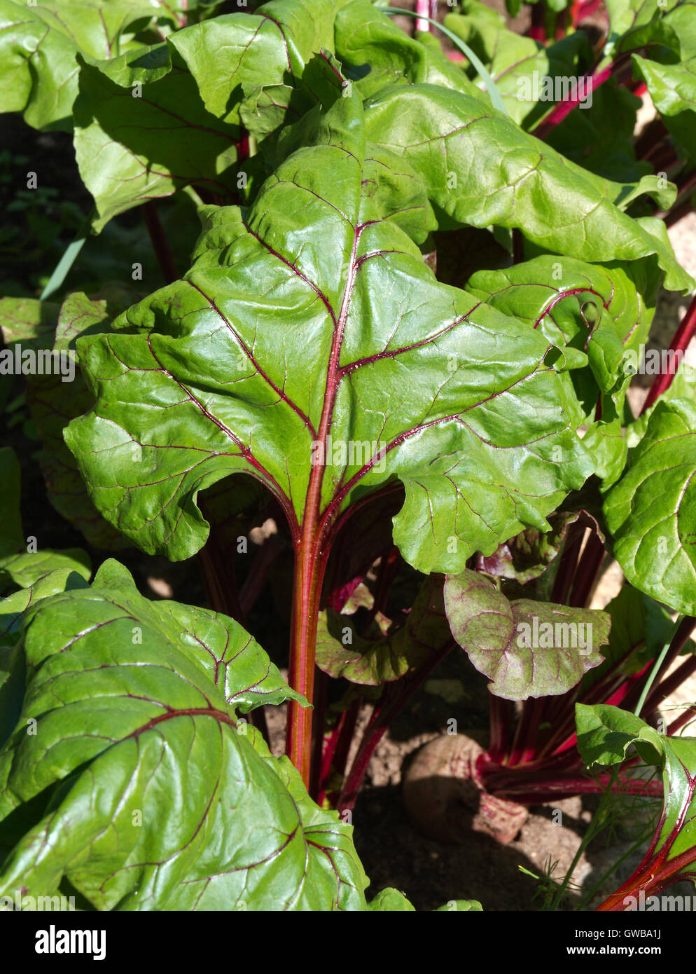 Beetroot leaves hi-res stock photography and images - Alamy