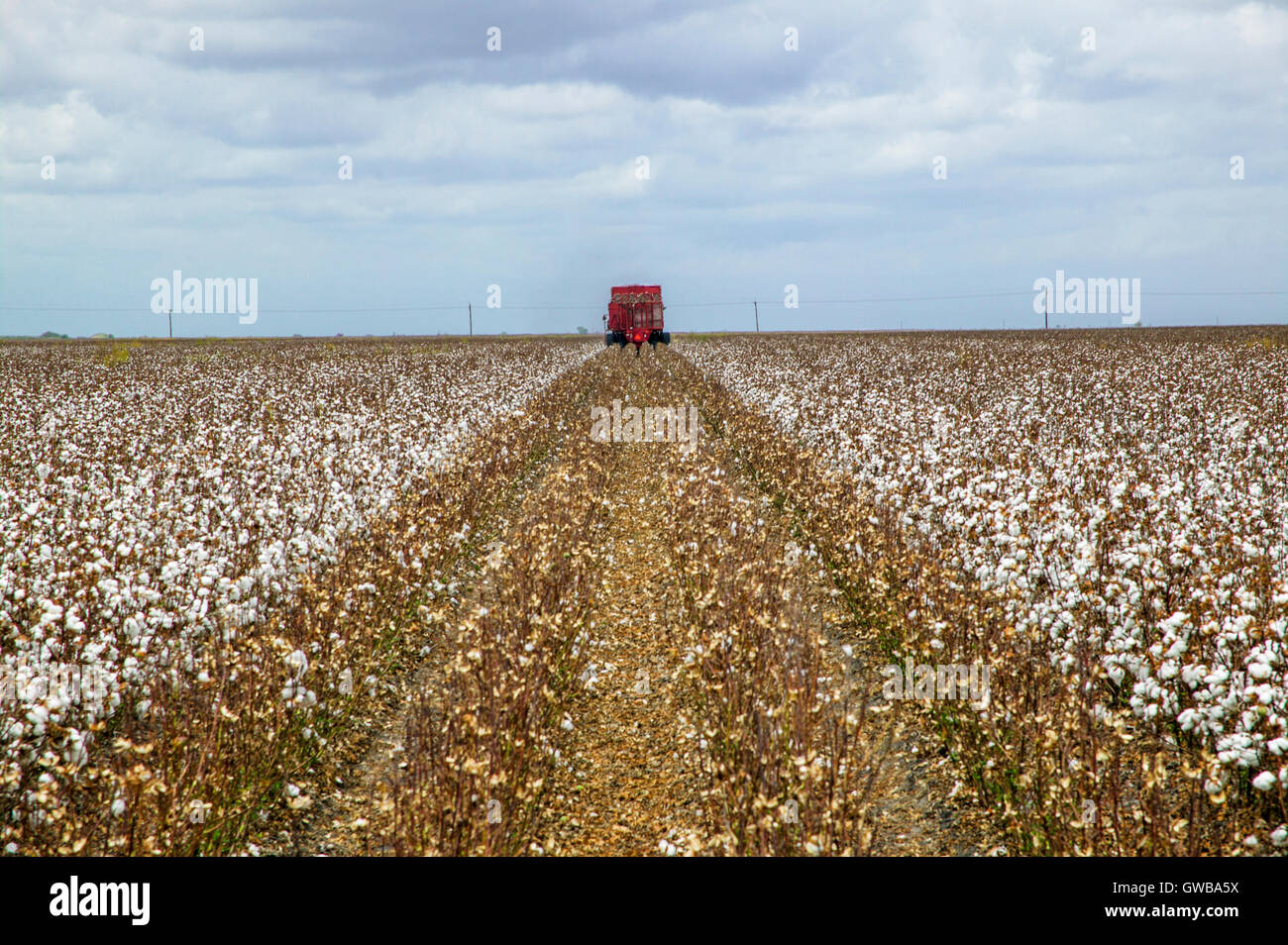 Harvesting equipment in cotton fields on Texas ranch Stock Photo - Alamy