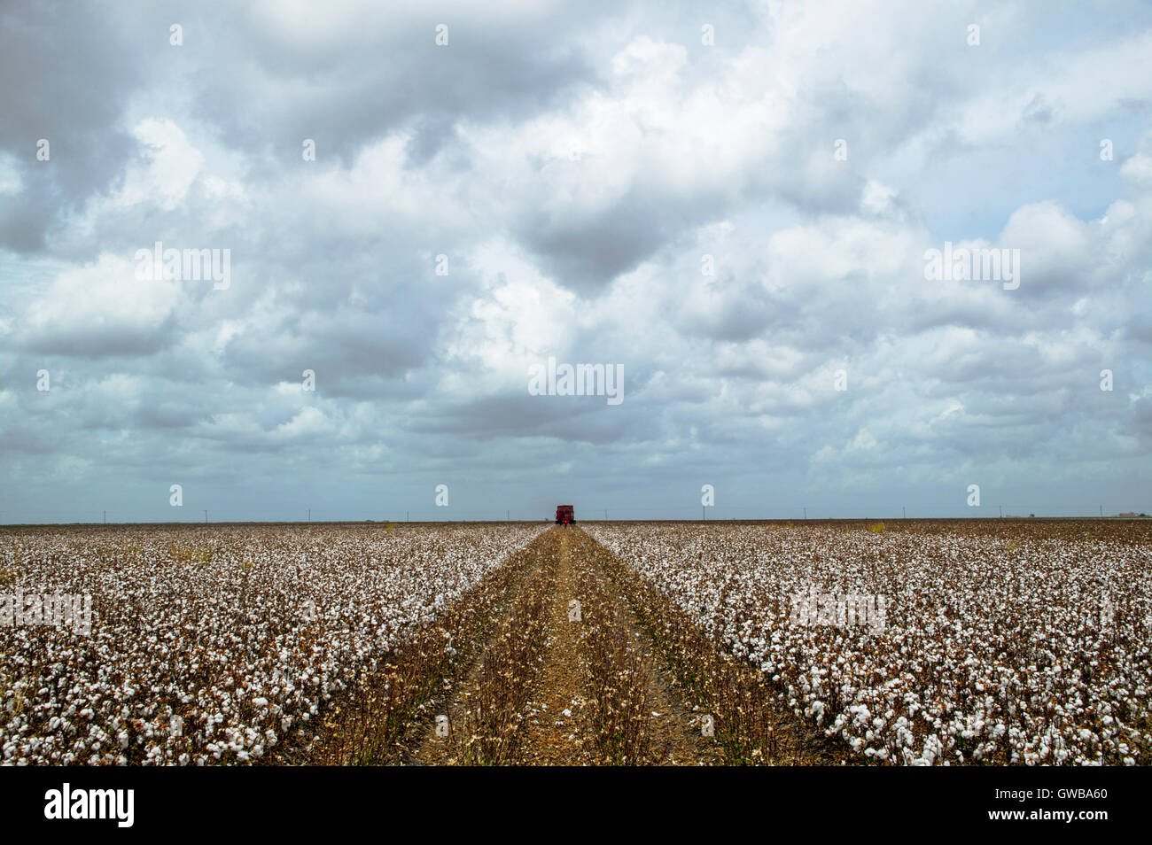 Harvesting equipment in cotton fields on Texas ranch Stock Photo - Alamy