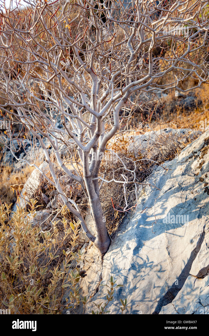A tree growing through a rock showing the power of nature Stock Photo ...