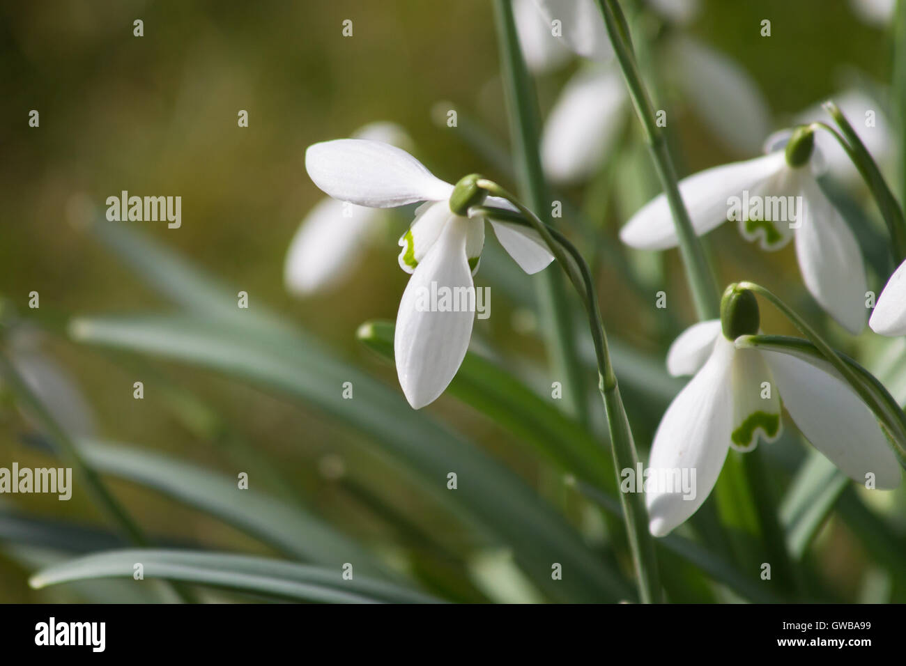 Snowdrops in the sun Stock Photo - Alamy