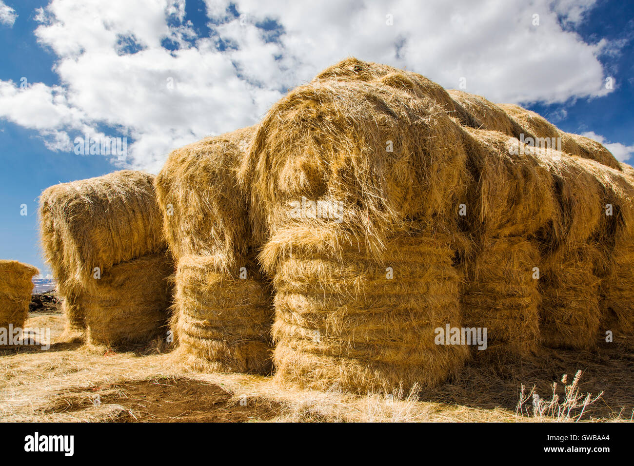 Yellow hay bales hi-res stock photography and images - Alamy