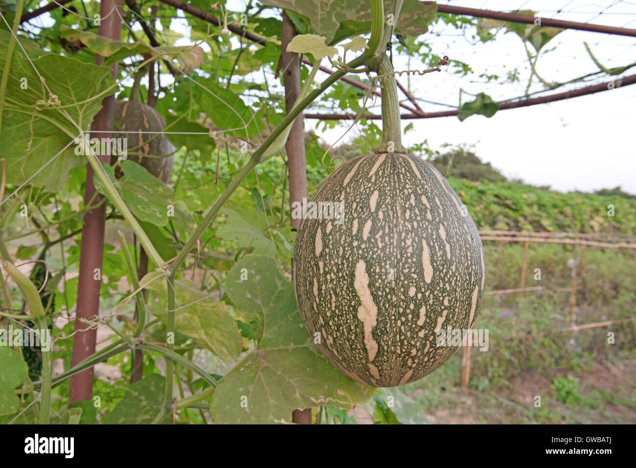 squash cushaw pumpkin or cucurbita mixta on tree in organic farm Stock ...