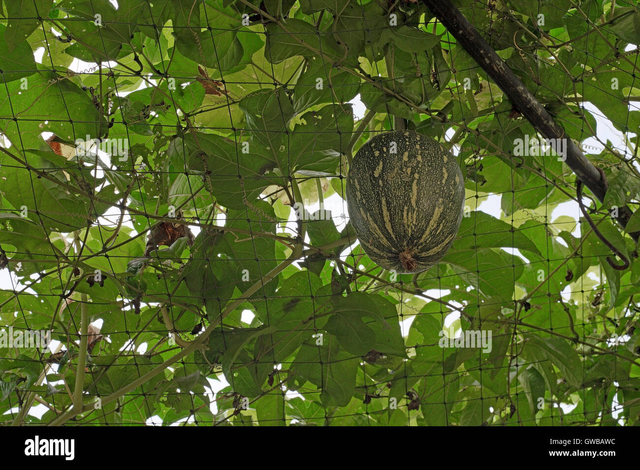 squash cushaw pumpkin or cucurbita mixta on tree in organic farm Stock ...