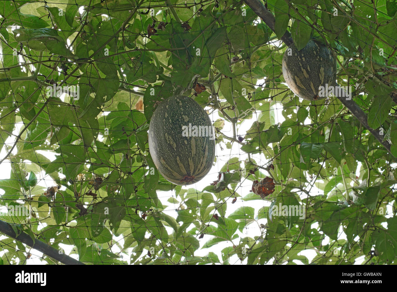 squash cushaw pumpkin or cucurbita mixta on tree in organic farm Stock ...