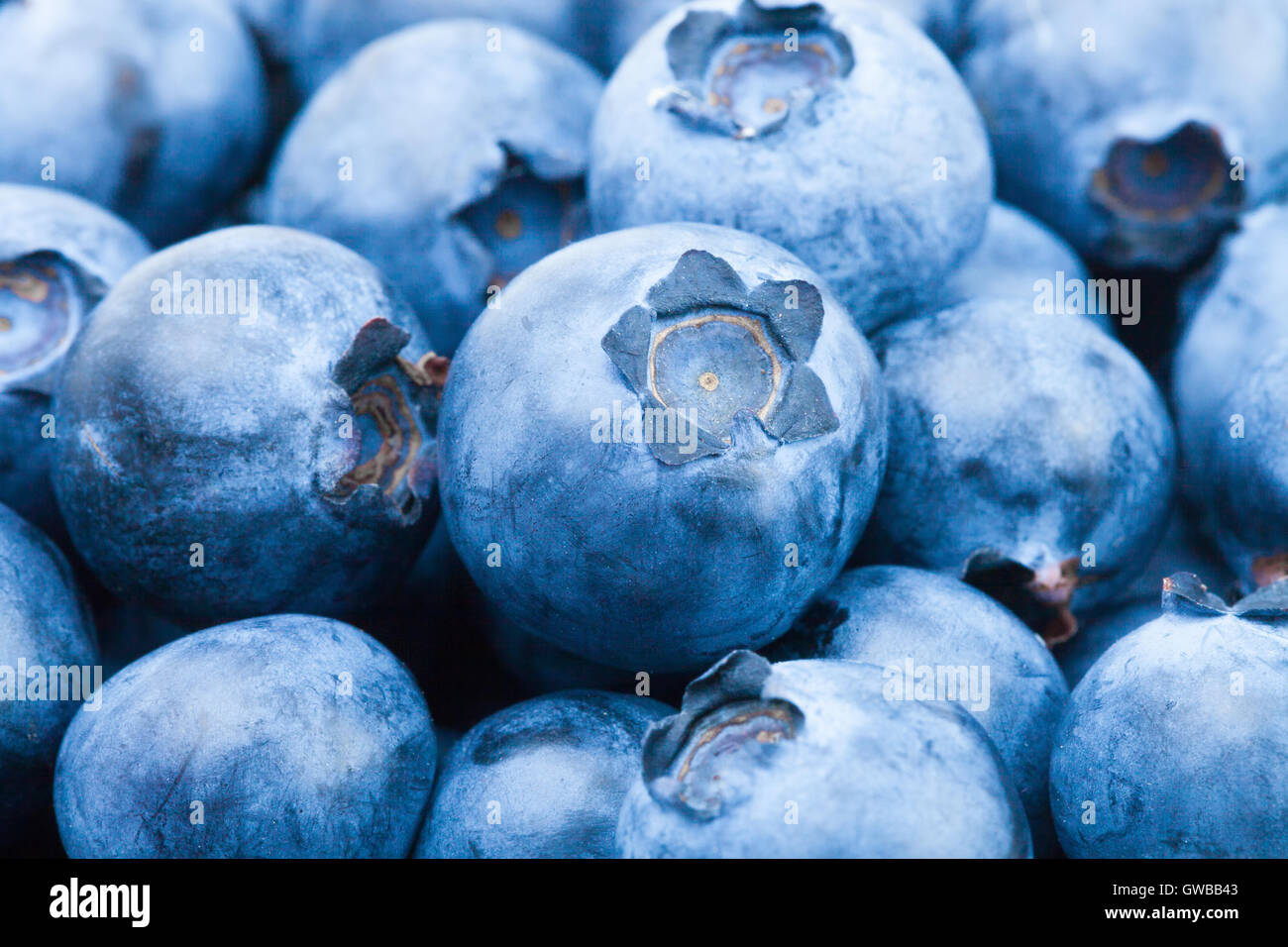 Bunch of freshly picked organic blueberries - close up studio shot ...