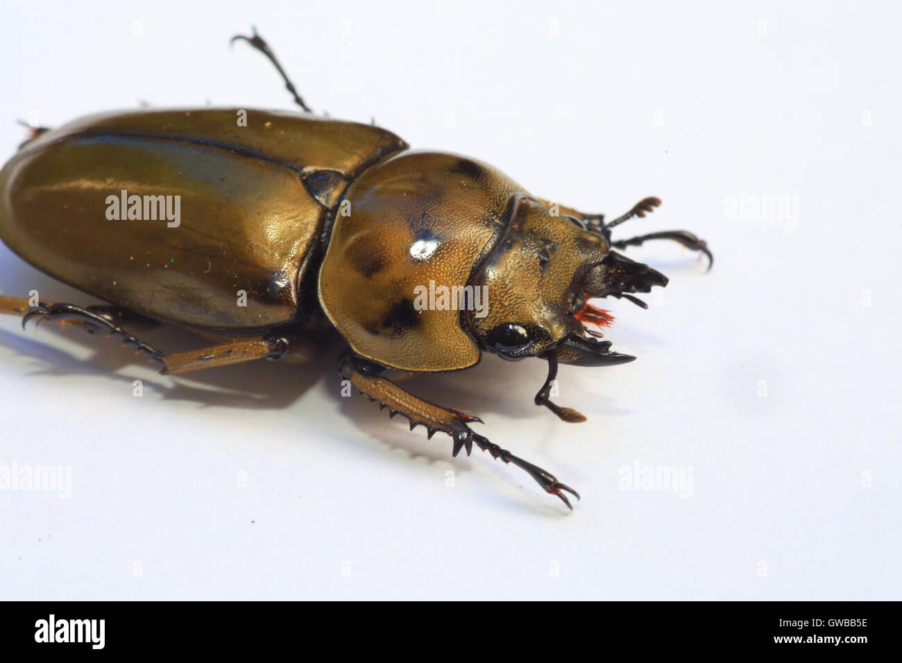 Golden stag beetle (Allotopus moellenkampi babai) isolated Stock Photo ...