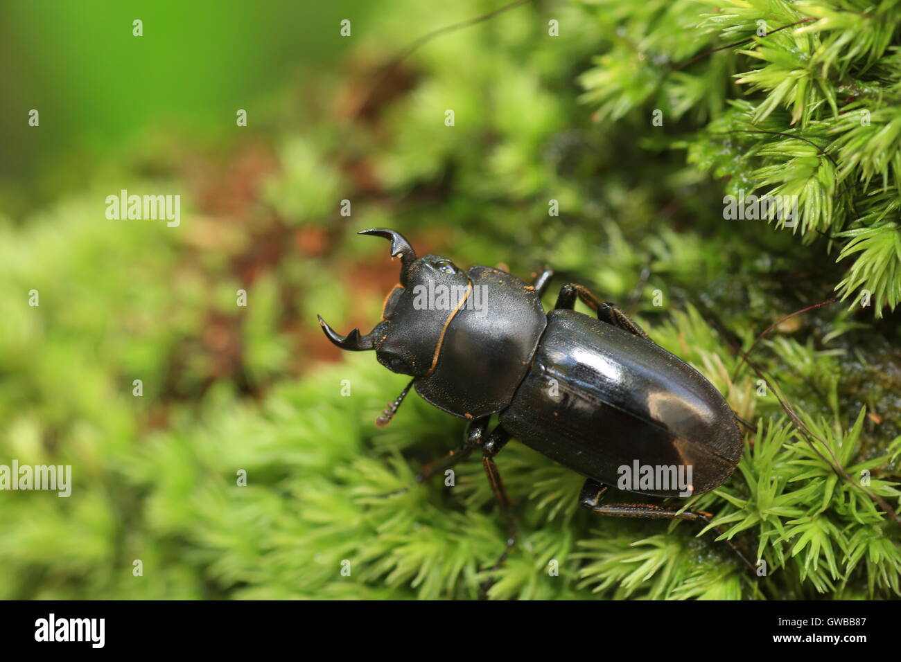 Stag Beetle Insect