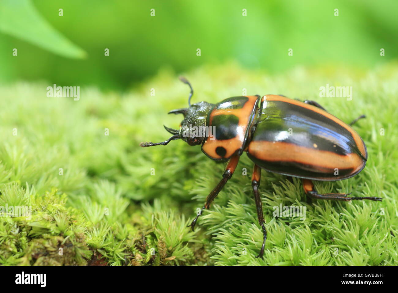 African beetle hi-res stock photography and images - Alamy