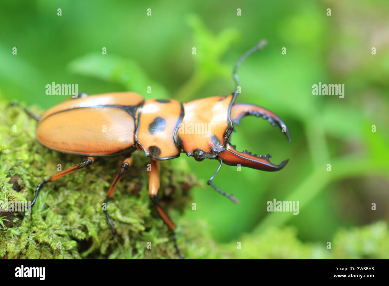 African stag beetle in central Africa Stock Photo - Alamy