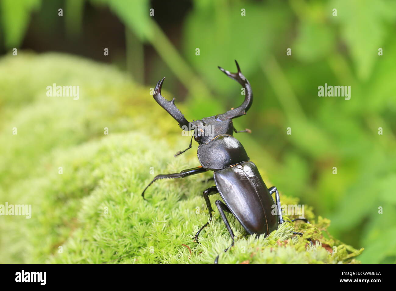 Taiwan deer stag beetle (Rhaetulus crenatus crenatus) in Taiwan Stock ...