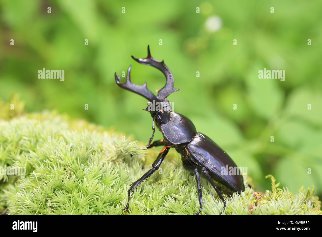 Rhaetulus Crenatus High Resolution Stock Photography and Images - Alamy