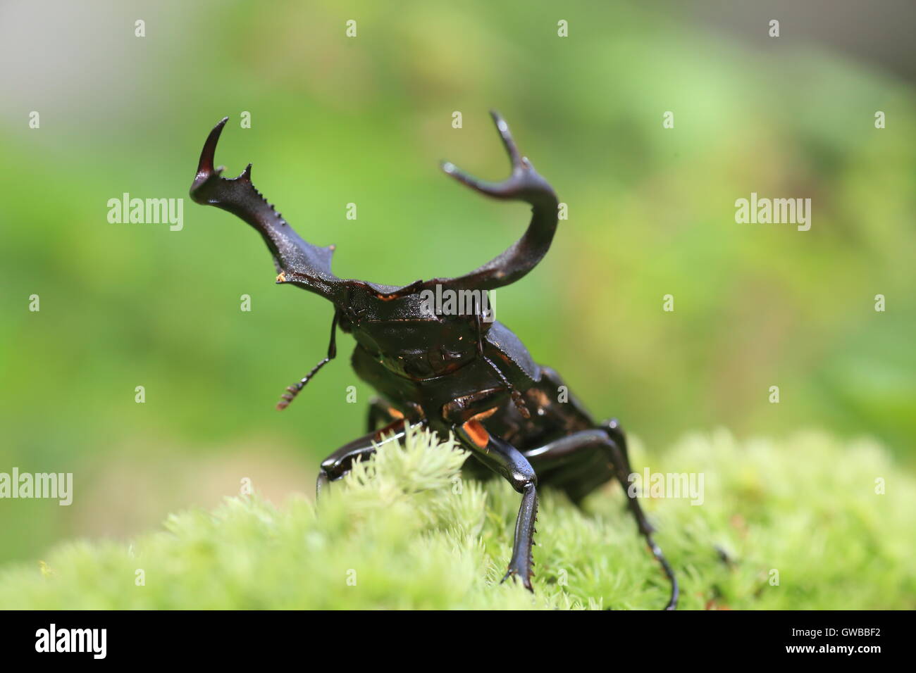 Taiwan deer stag beetle (Rhaetulus crenatus crenatus) in Taiwan Stock ...