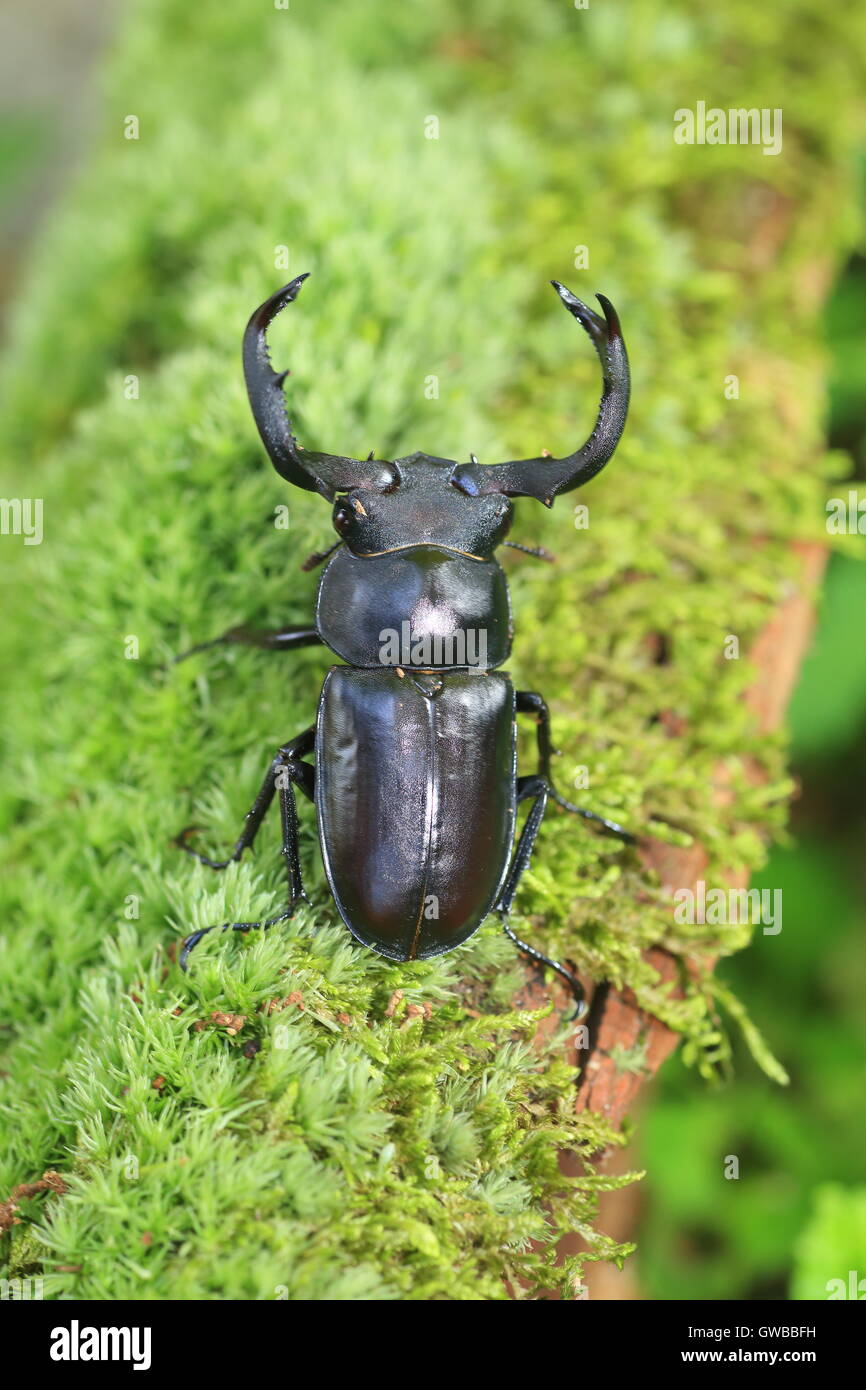 Taiwan deer stag beetle (Rhaetulus crenatus crenatus) in Taiwan Stock ...