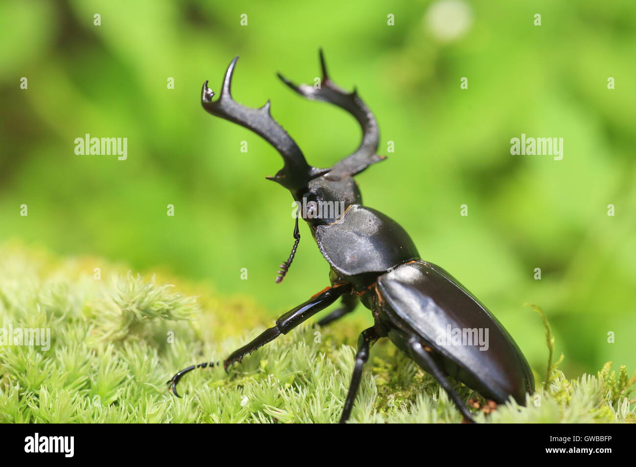 Taiwan deer stag beetle (Rhaetulus crenatus crenatus) in Taiwan Stock ...