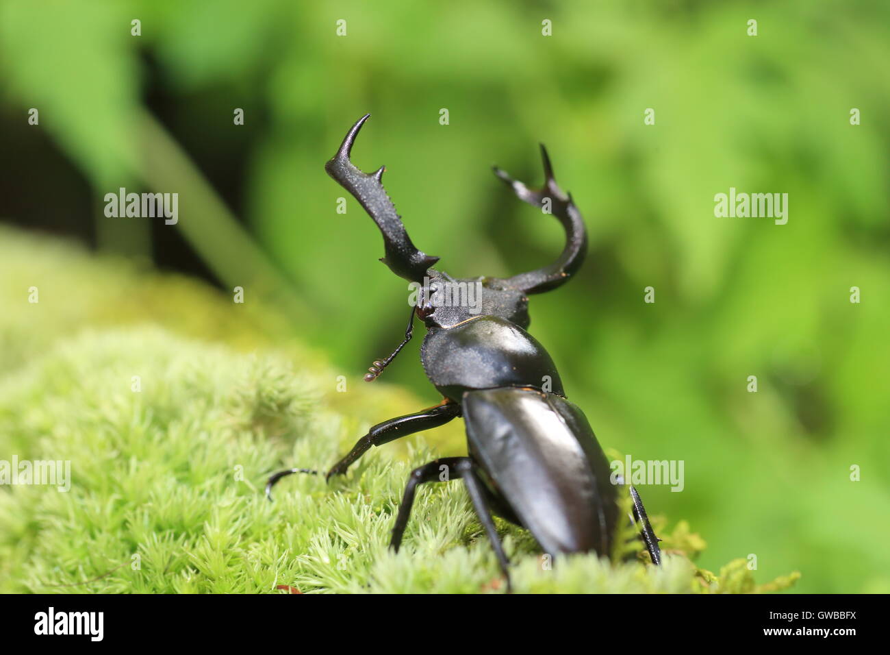 Rhaetulus Crenatus High Resolution Stock Photography and Images - Alamy