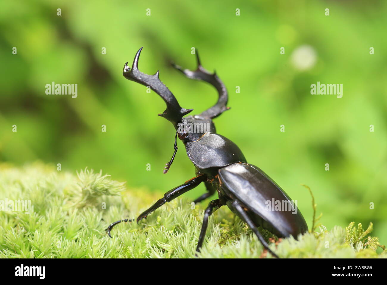 Taiwan deer stag beetle (Rhaetulus crenatus crenatus) in Taiwan Stock ...