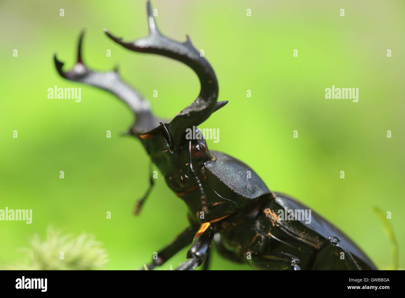 Taiwan deer stag beetle (Rhaetulus crenatus crenatus) in Taiwan Stock ...