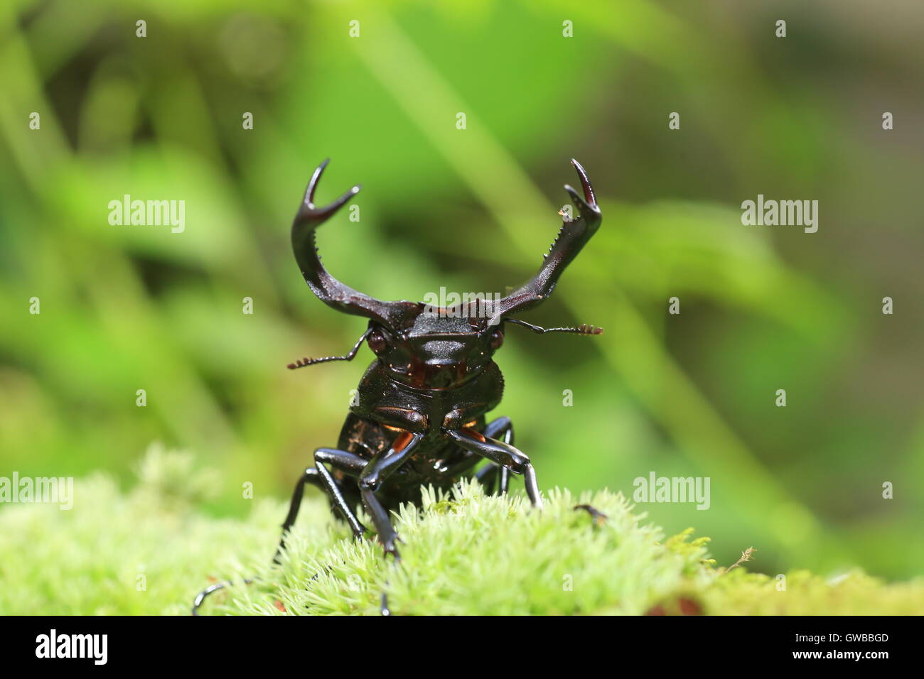 Taiwan deer stag beetle (Rhaetulus crenatus crenatus) in Taiwan Stock ...