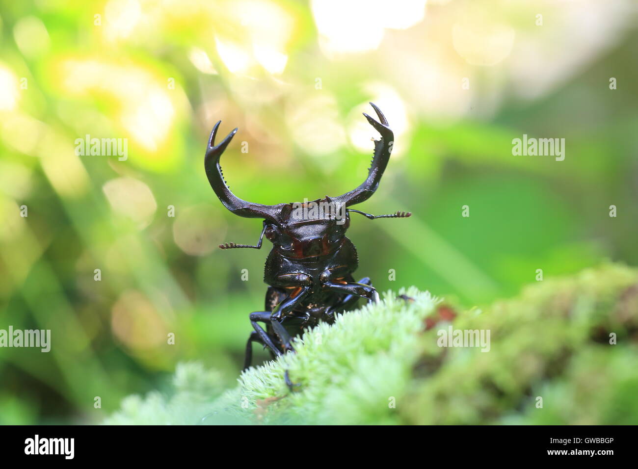 Taiwan deer stag beetle (Rhaetulus crenatus crenatus) in Taiwan Stock ...