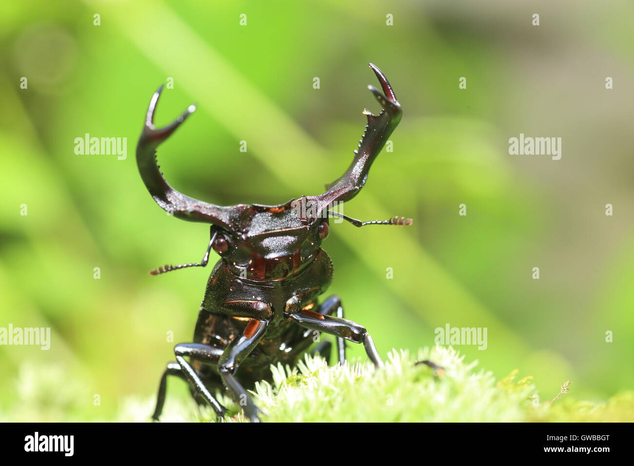 Taiwan deer stag beetle (Rhaetulus crenatus crenatus) in Taiwan Stock ...