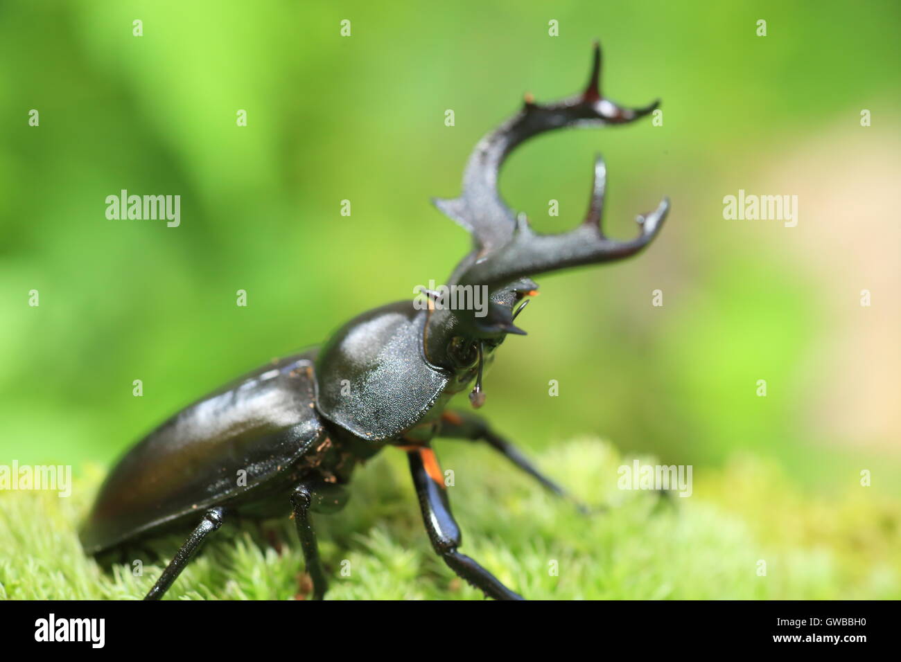 Taiwan deer stag beetle (Rhaetulus crenatus crenatus) in Taiwan Stock ...