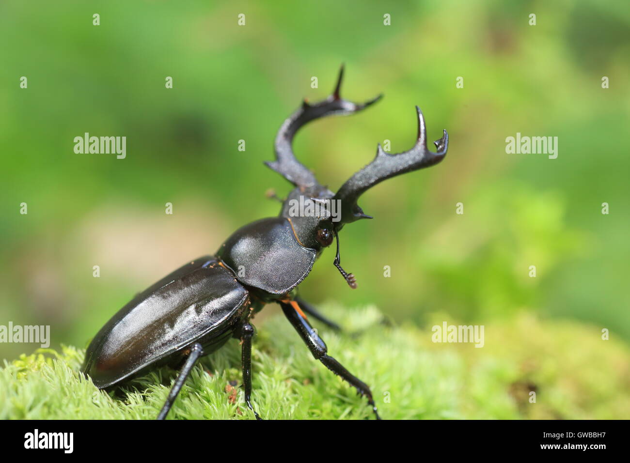 Taiwan deer stag beetle (Rhaetulus crenatus crenatus) in Taiwan Stock ...