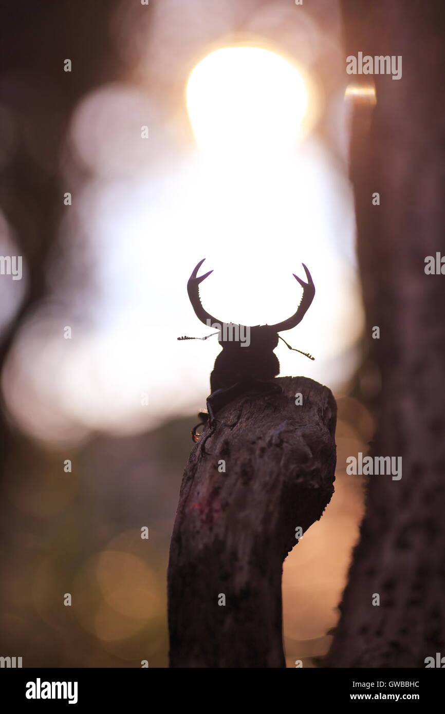 Taiwan deer stag beetle (Rhaetulus crenatus crenatus) in Taiwan Stock ...