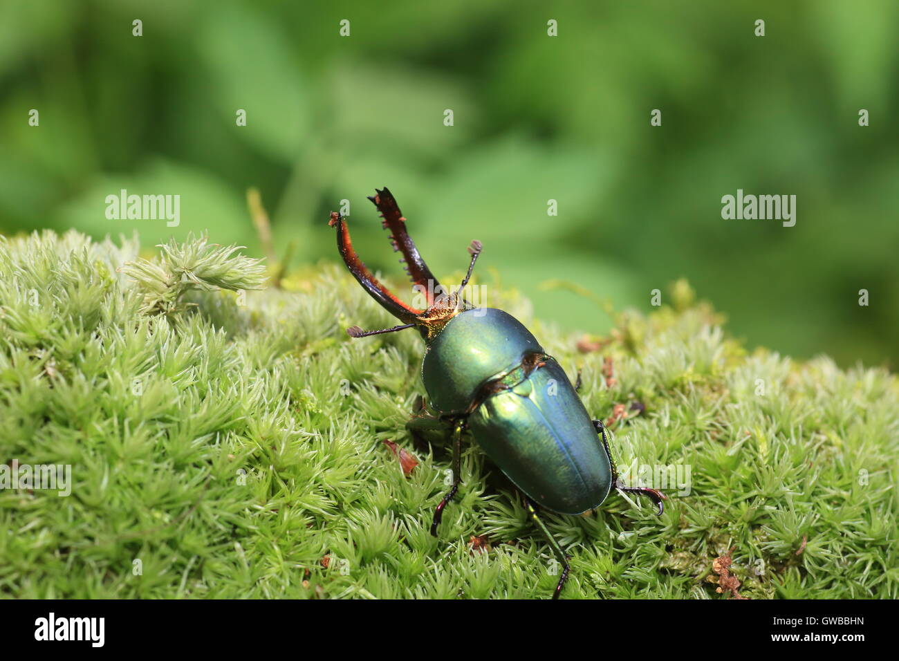 Papuan stag beetle (Lamprima adolphinae) male in Papua New Guinea Stock ...