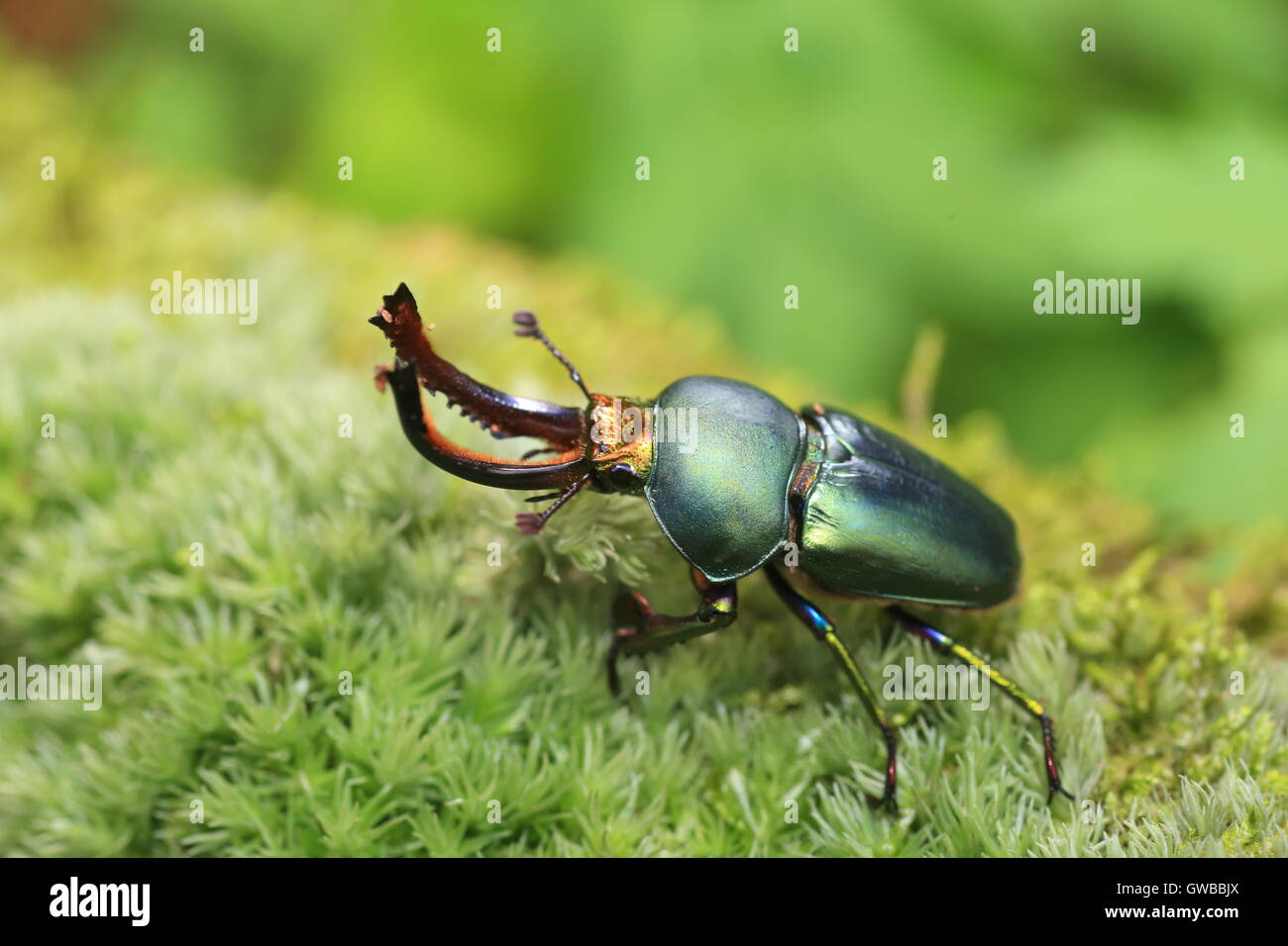 Papuan stag beetle (Lamprima adolphinae) male in Papua New Guinea Stock ...