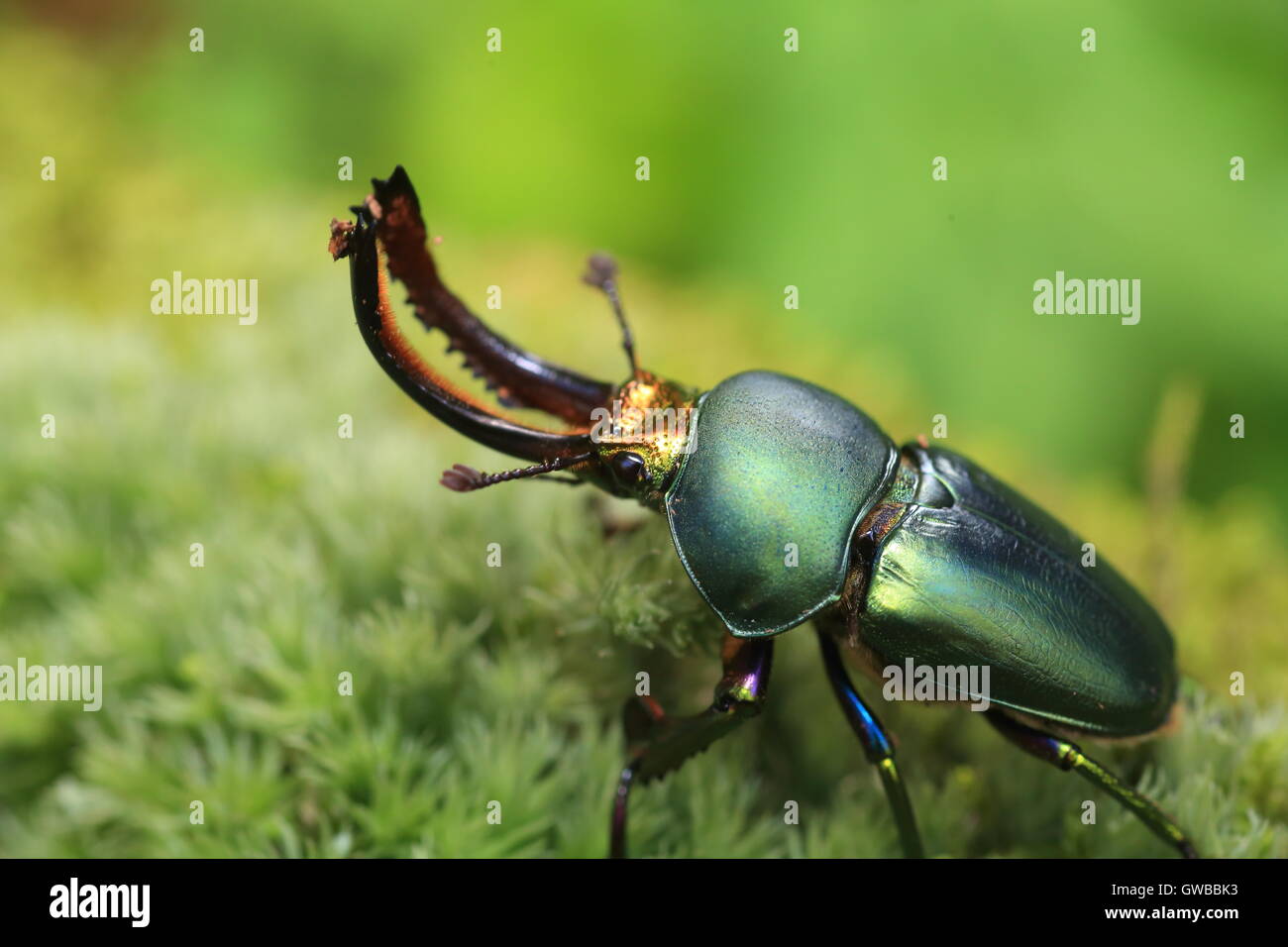 Papuan stag beetle (Lamprima adolphinae) male in Papua New Guinea Stock ...