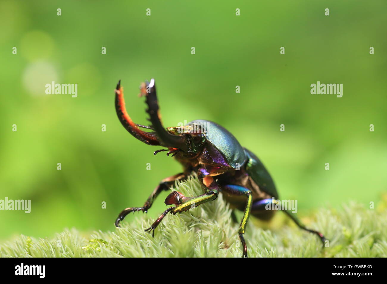 Papuan stag beetle (Lamprima adolphinae) male in Papua New Guinea Stock ...
