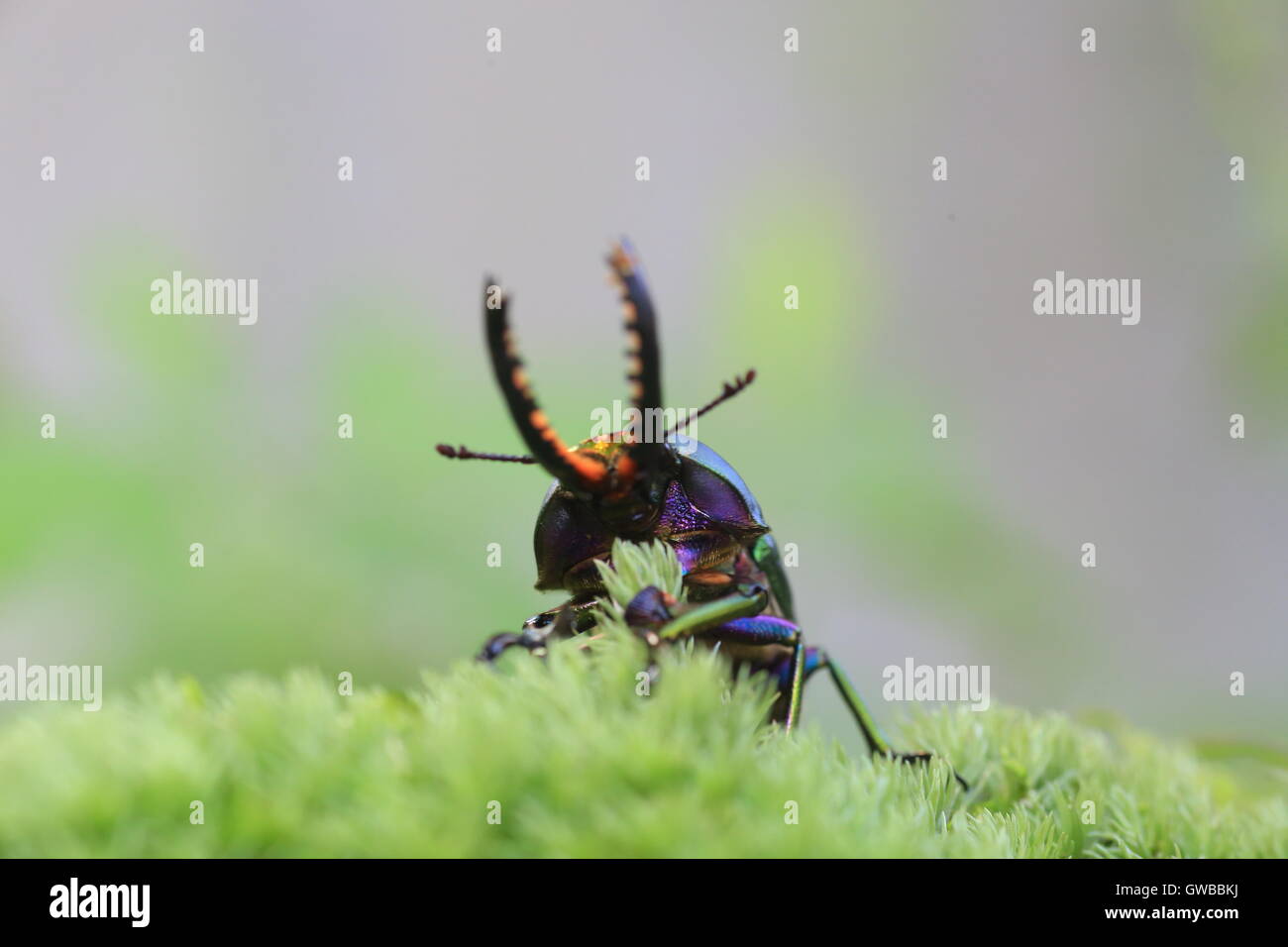 Papuan stag beetle (Lamprima adolphinae) male in Papua New Guinea Stock ...