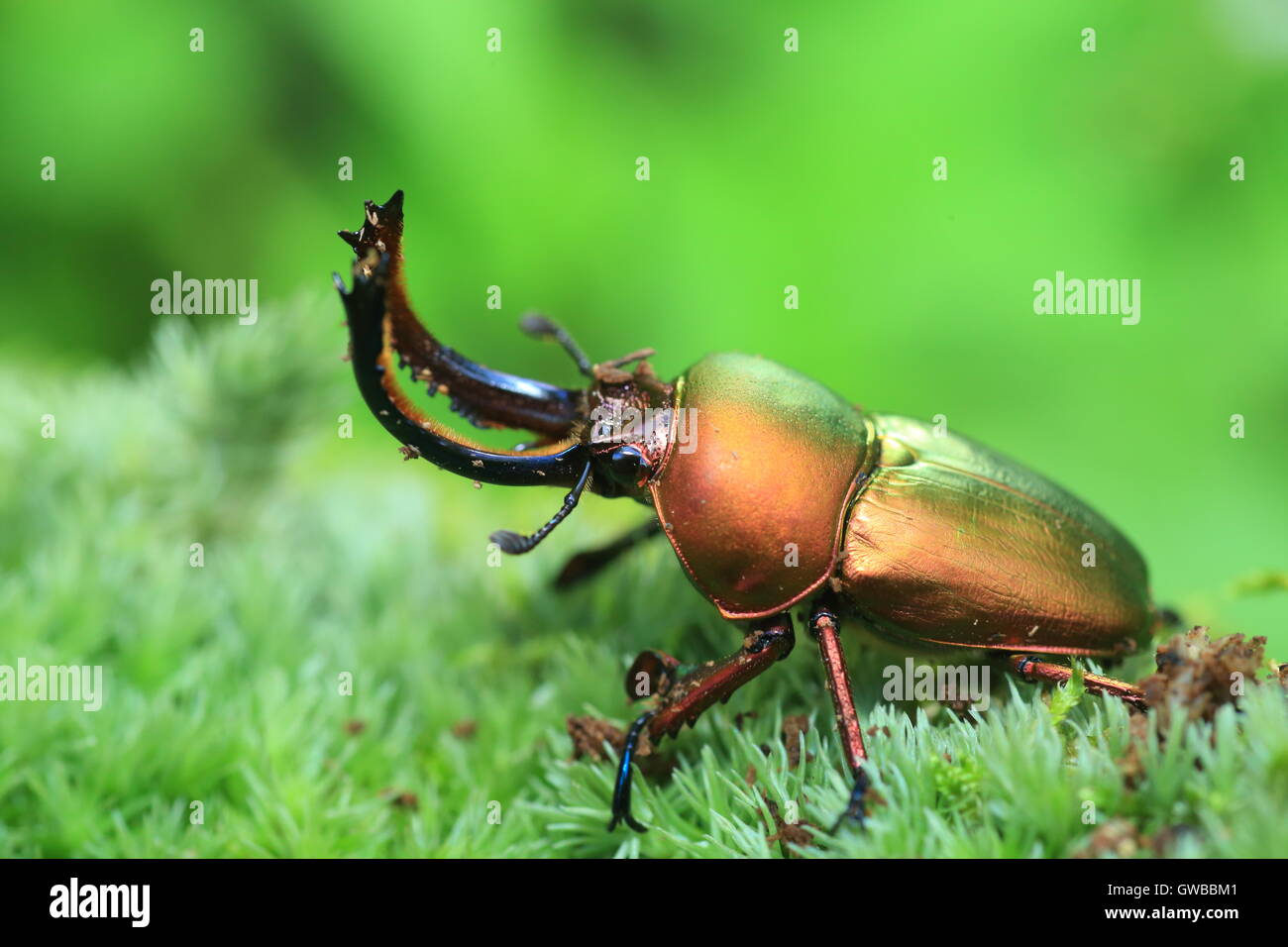 Papuan stag beetle (Lamprima adolphinae) male in Papua New Guinea Stock ...