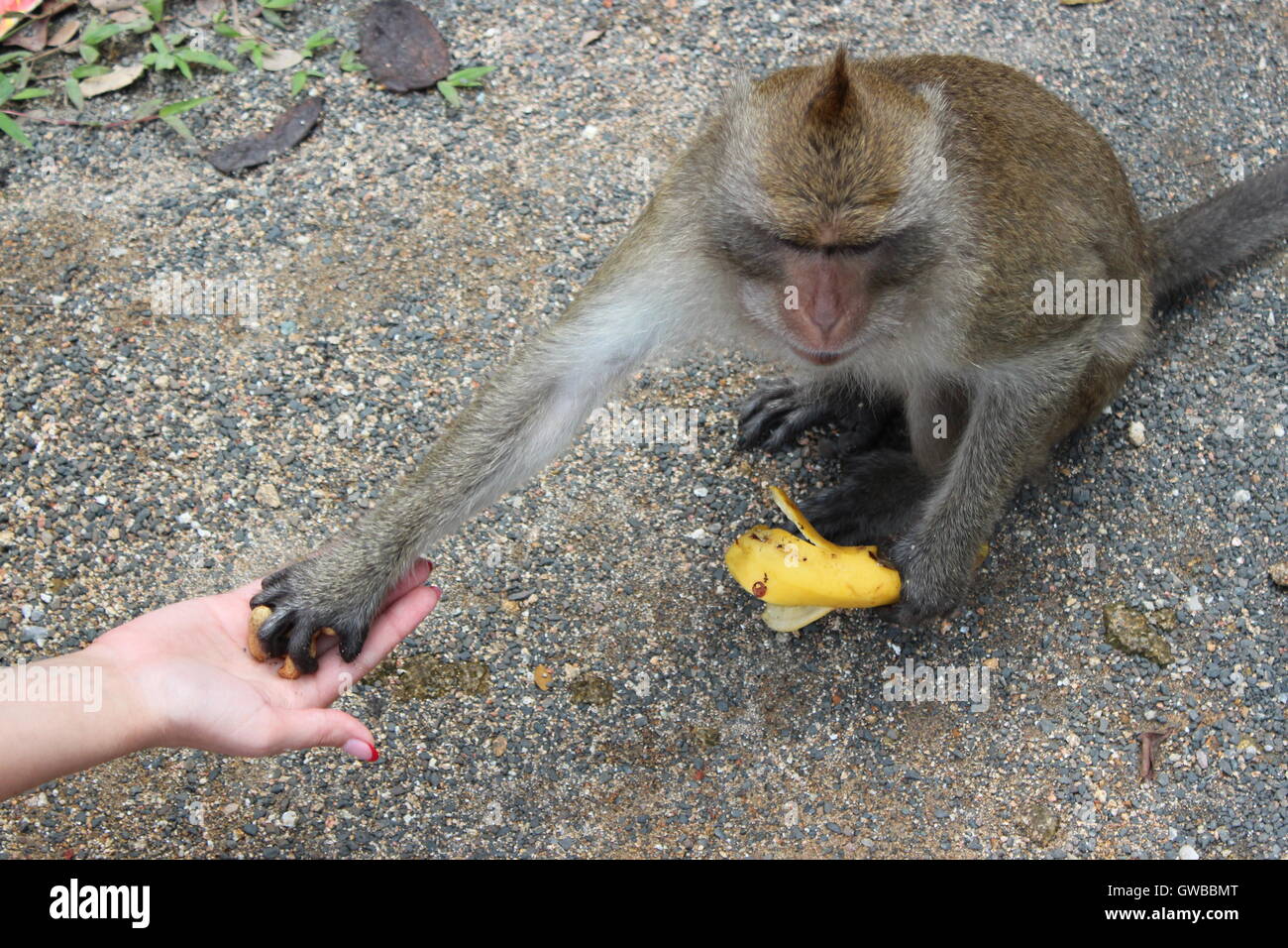Monkey taking banana from humans hand in Thailand's park Stock Photo ...