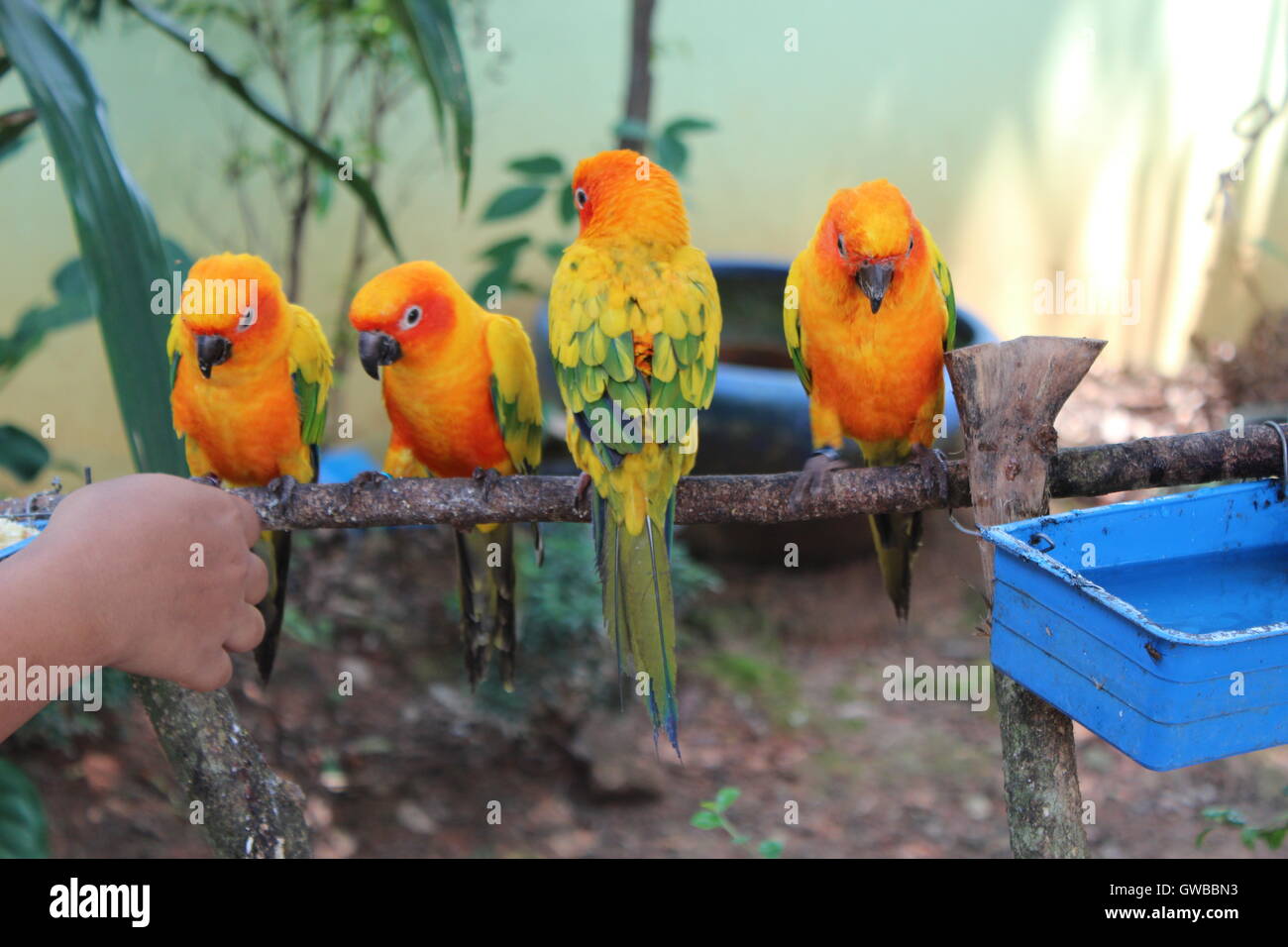 Parrots colorful tropical birds hi-res stock photography and images - Alamy
