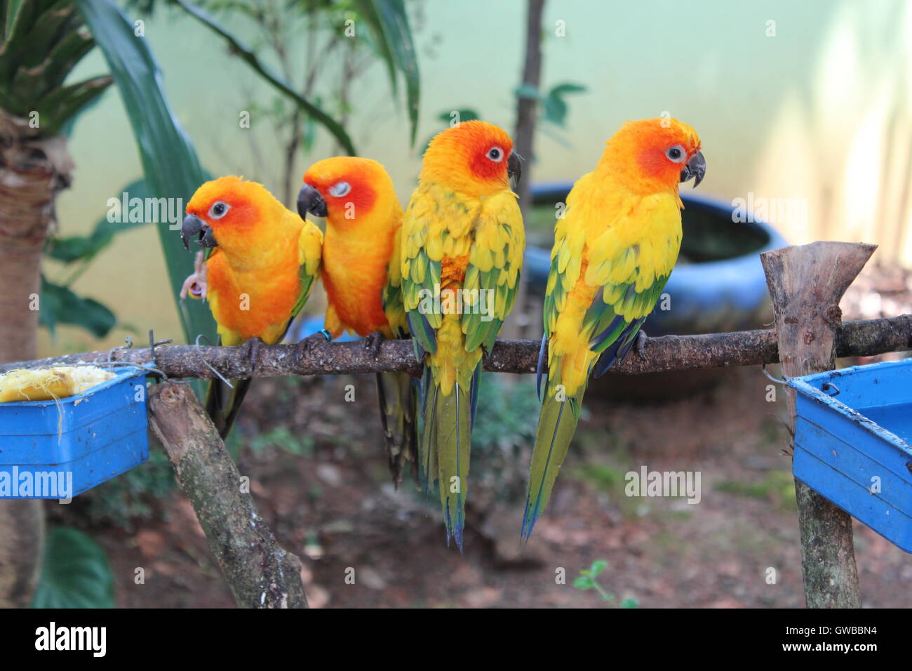 Sun Conure (Aratinga solstitialis) pretty colorful yellow parrots on ...