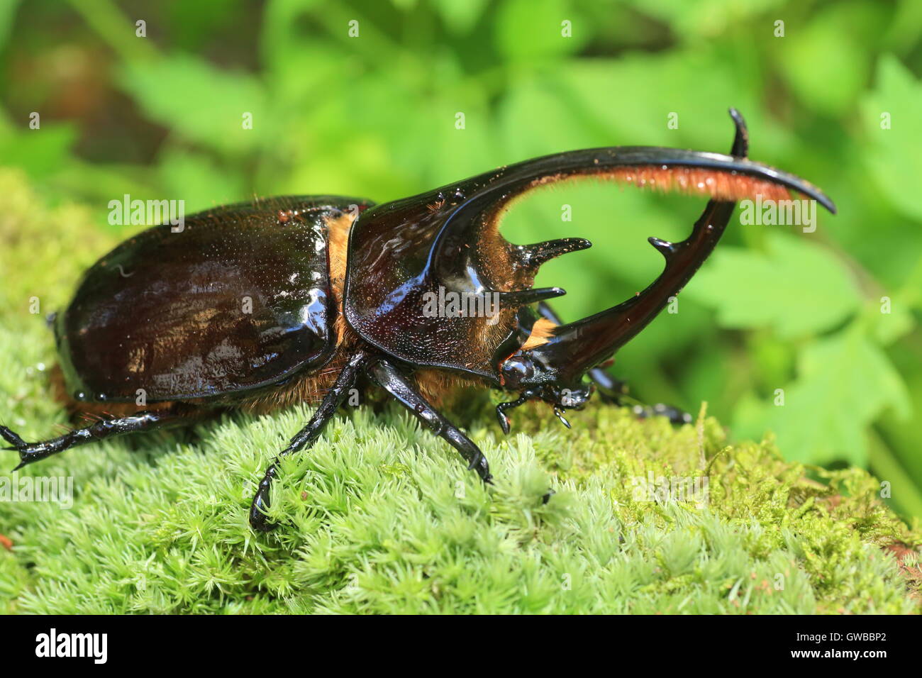 Neptunus beetle (Dynastes neptunus) male in Ecuador Stock Photo - Alamy