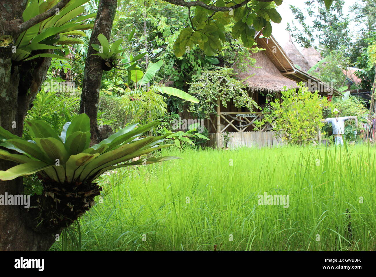 Flowering trees and green grass hi-res stock photography and images - Alamy