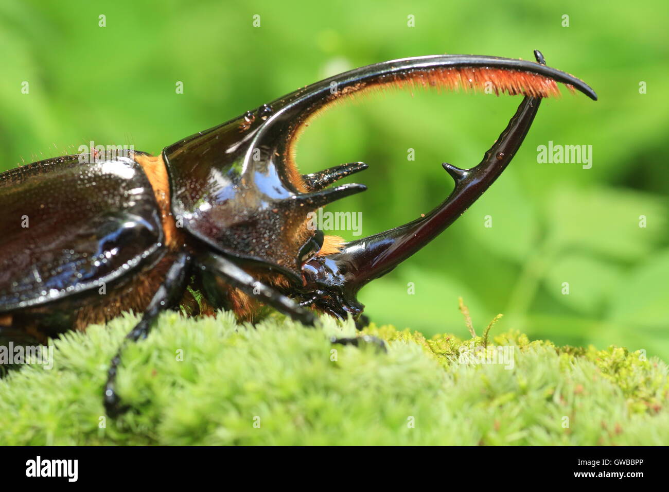 Neptunus beetle (Dynastes neptunus) male in Ecuador Stock Photo - Alamy