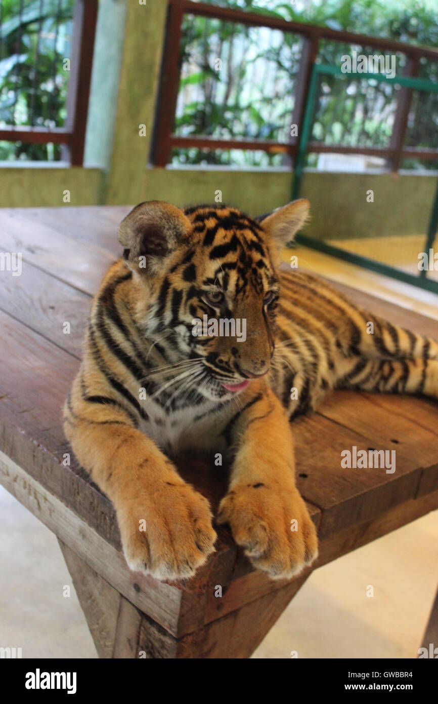 Amur tiger cub hi-res stock photography and images - Alamy