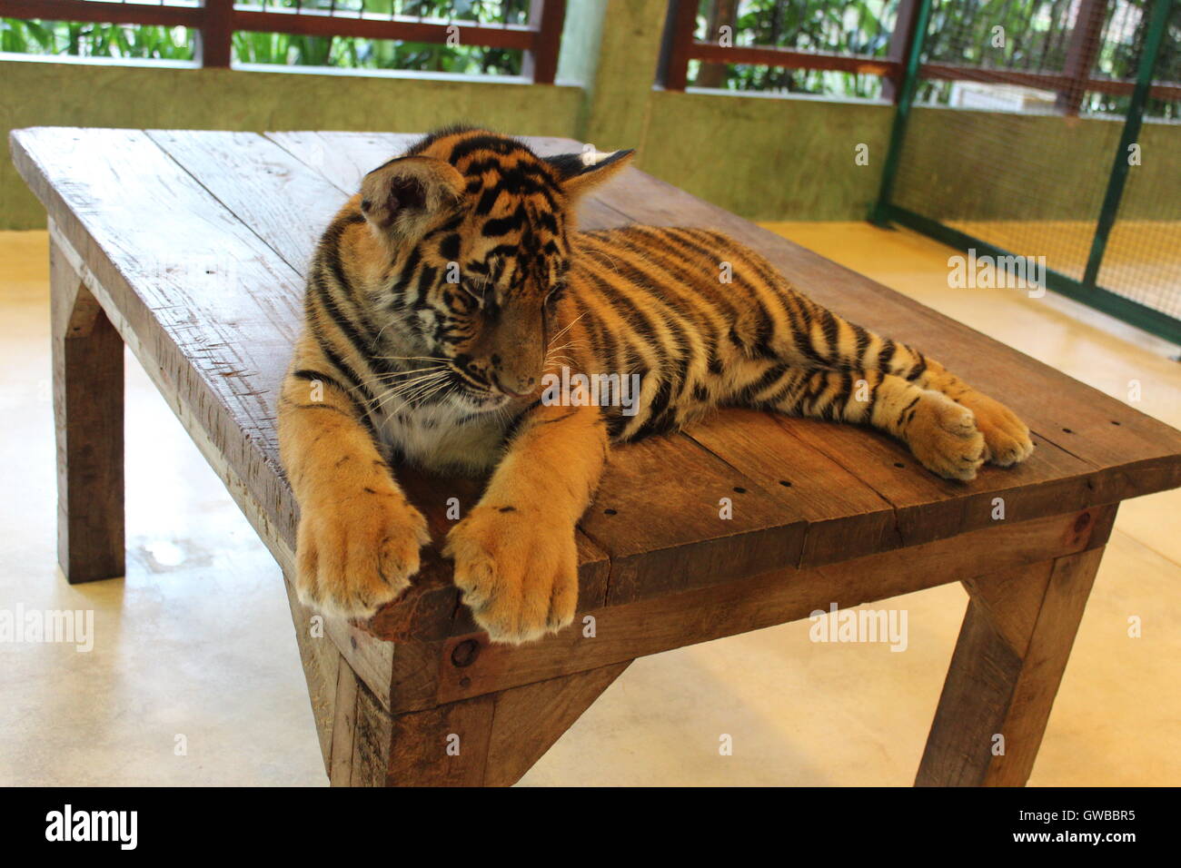 Siberian Tiger Cub High Resolution Stock Photography and Images - Alamy