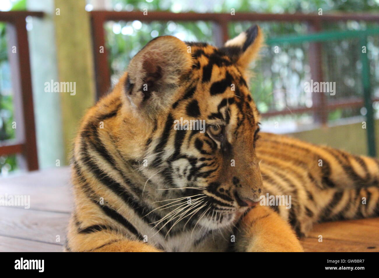 Portrait of a young Siberian tiger cub sitting alone Stock Photo - Alamy